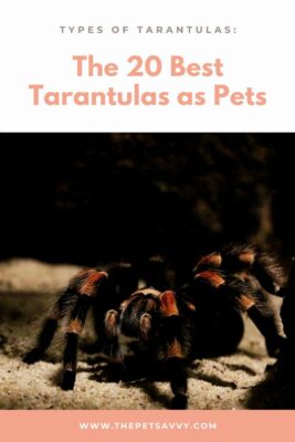 Types of Tarantulas: The 20 Best Tarantulas as Pets - The Pet Savvy