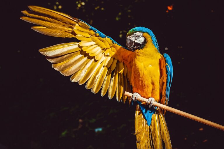 100+ Unique Bird Names with Cool Meanings - The Pet Savvy