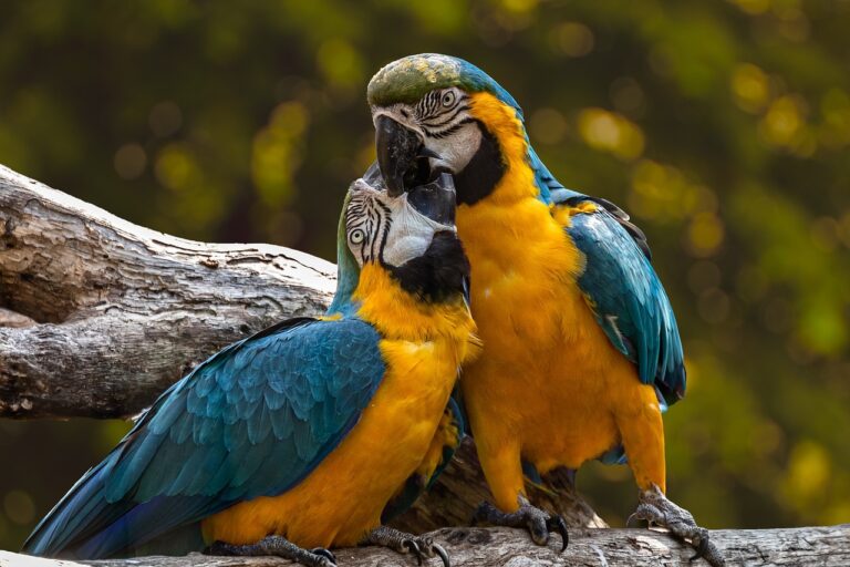 100+ Unique Bird Names with Cool Meanings - The Pet Savvy