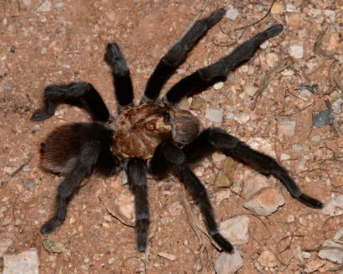Types of Tarantulas: The 20 Best Tarantulas as Pets - The Pet Savvy