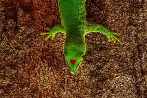 100+ Fun and Unique Gecko Names You Will Love - The Pet Savvy