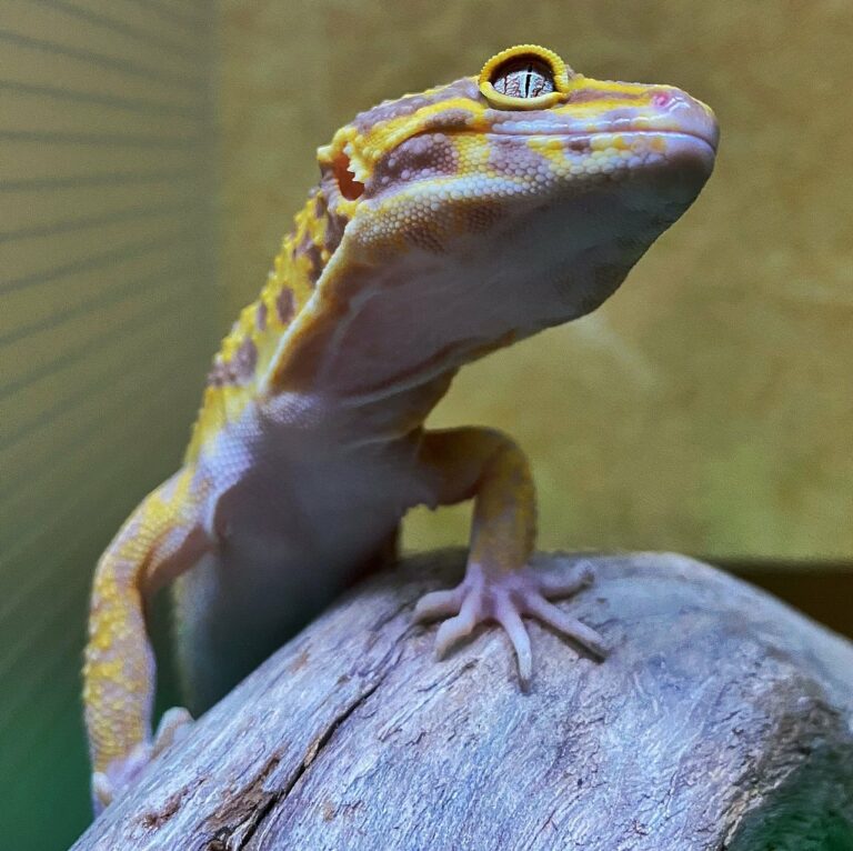 100+ Fun and Unique Gecko Names You Will Love - The Pet Savvy