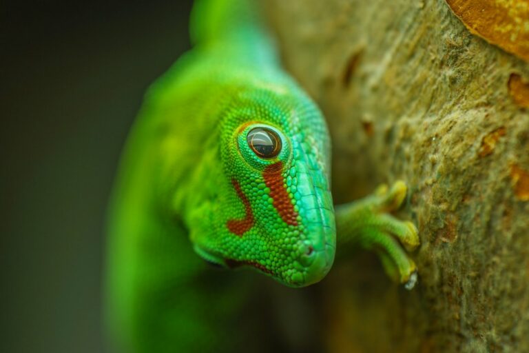 100+ Fun and Unique Gecko Names You Will Love - The Pet Savvy