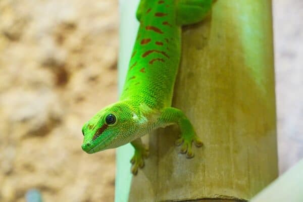 100+ Fun and Unique Gecko Names You Will Love - The Pet Savvy