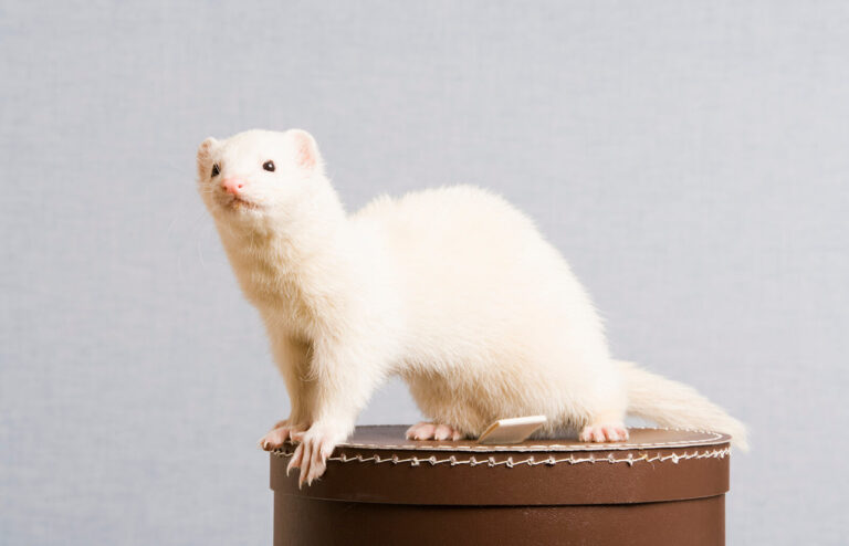 Types of Ferrets: 15 Ferret Colors and Patterns You Should Know - The ...