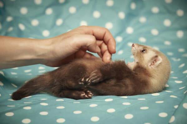 Types of Ferrets: 15 Ferret Colors and Patterns You Should Know - The Pet Savvy