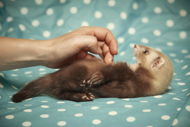 Types of Ferrets: 15 Ferret Colors and Patterns You Should Know - The ...