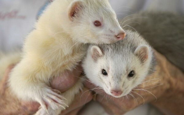 Types of Ferrets: 15 Ferret Colors and Patterns You Should Know - The Pet Savvy