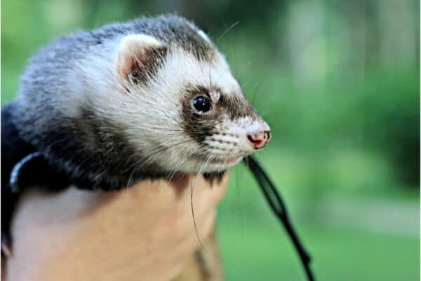 Types of Ferrets: 15 Ferret Colors and Patterns You Should Know - The Pet Savvy