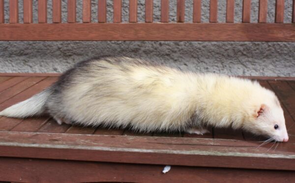 Types of Ferrets: 15 Ferret Colors and Patterns You Should Know - The ...