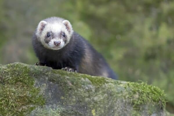 Types of Ferrets: 15 Ferret Colors and Patterns You Should Know - The Pet Savvy