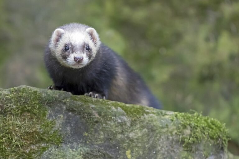 Types of Ferrets: 15 Ferret Colors and Patterns You Should Know - The ...