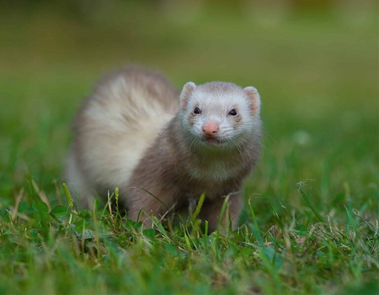 Types of Ferrets: 15 Ferret Colors and Patterns You Should Know - The Pet Savvy