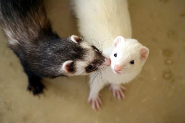 Types of Ferrets: 15 Ferret Colors and Patterns You Should Know - The ...