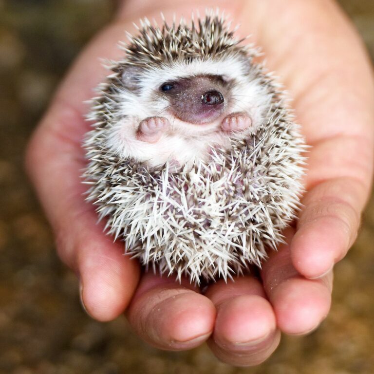 Breeding Hedgehogs - Everything You Need to Know - The Pet Savvy