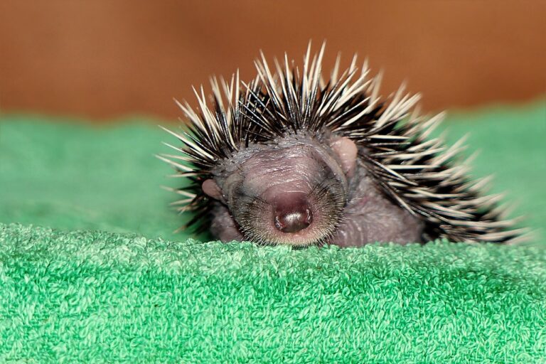 Breeding Hedgehogs - Everything You Need to Know - The Pet Savvy