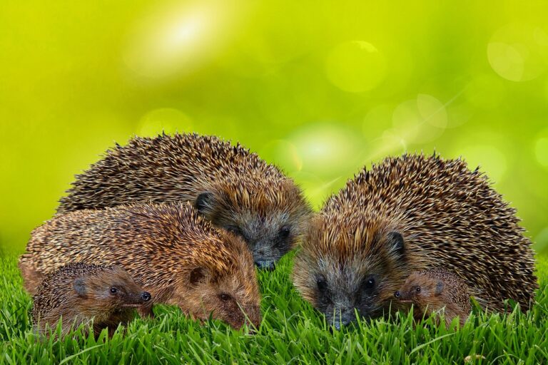 Breeding Hedgehogs - Everything You Need to Know - The Pet Savvy
