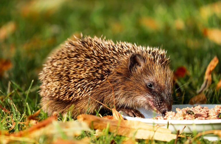 Breeding Hedgehogs - Everything You Need to Know - The Pet Savvy