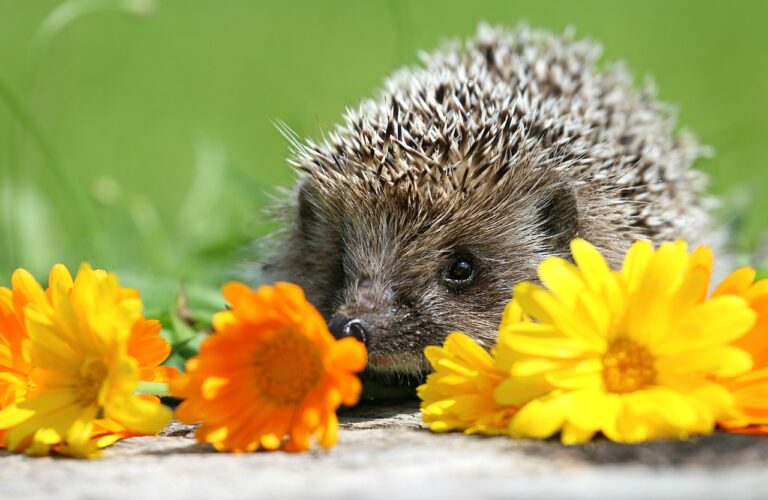 Breeding Hedgehogs - Everything You Need to Know - The Pet Savvy