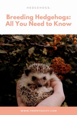 Breeding Hedgehogs - Everything You Need to Know - The Pet Savvy