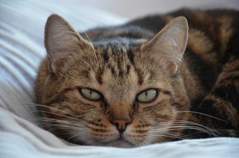 Cat Sizes: How Big Can Cats Really Get? - The Pet Savvy