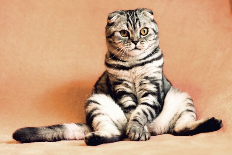 Cat Sizes: How Big Can Cats Really Get? - The Pet Savvy