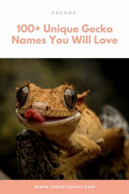 100+ Fun and Unique Gecko Names You Will Love - The Pet Savvy