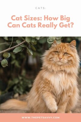 Cat Sizes: How Big Can Cats Really Get? - The Pet Savvy