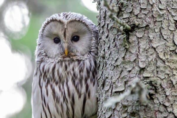 100+ Fun and Unique Owl Names You Will Love - The Pet Savvy