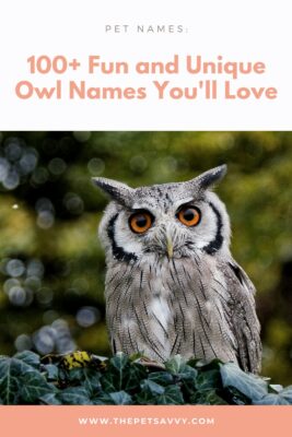 100+ Fun and Unique Owl Names You Will Love - The Pet Savvy