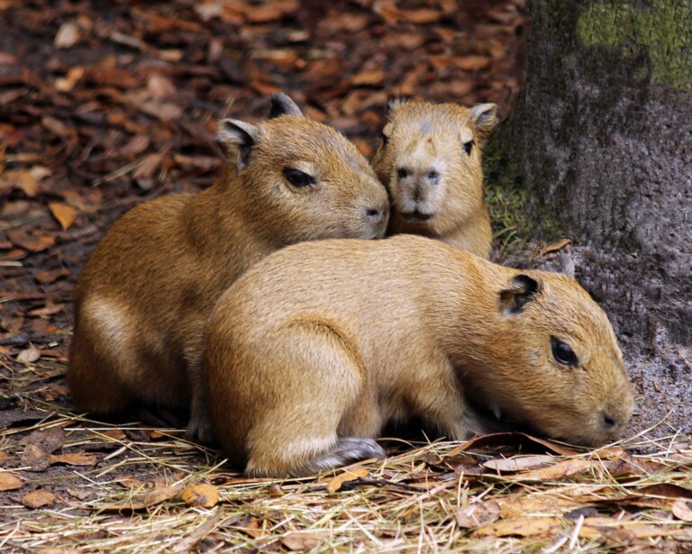 Capybaras as Pets: Can You Do This and… Should You? - The Pet Savvy