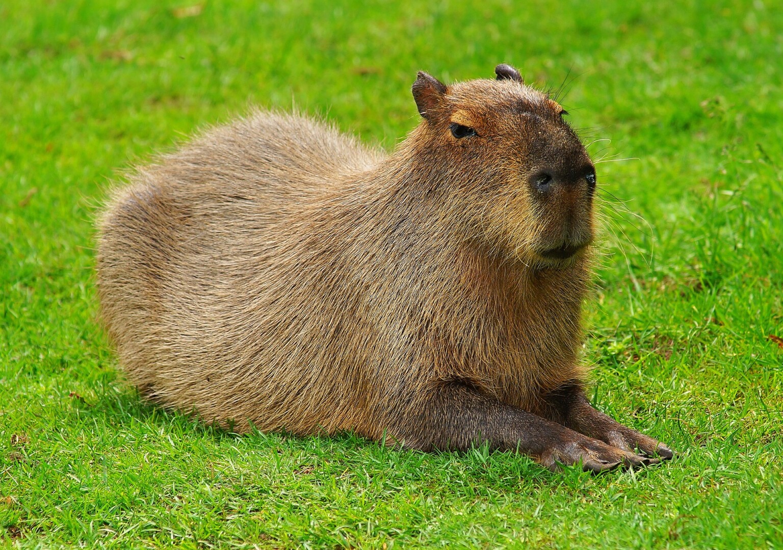 Capybaras as Pets: Can You Do This and… Should You? - The Pet Savvy