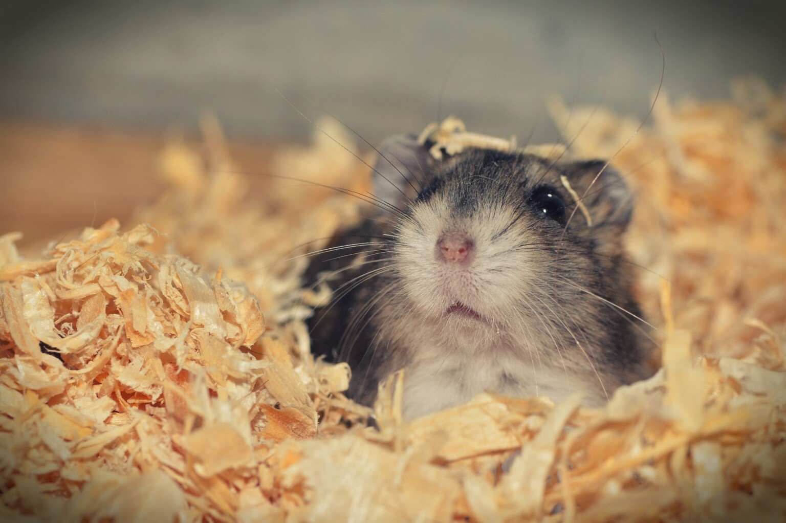 Hamster Sizes: How Big Do Hamsters Get? - The Pet Savvy