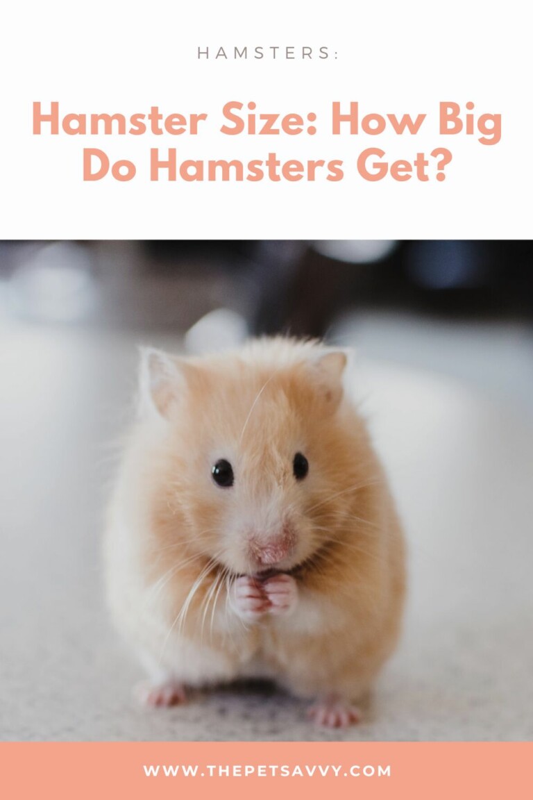 Hamster Sizes: How Big Do Hamsters Get? - The Pet Savvy