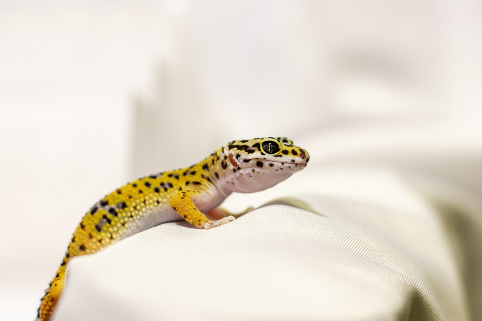 Leopard Geckos - A Complete Guide on Keeping Them as Pets - The Pet Savvy