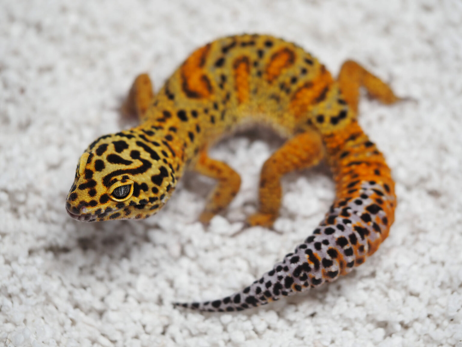 Leopard Geckos - A Complete Guide on Keeping Them as Pets - The Pet Savvy