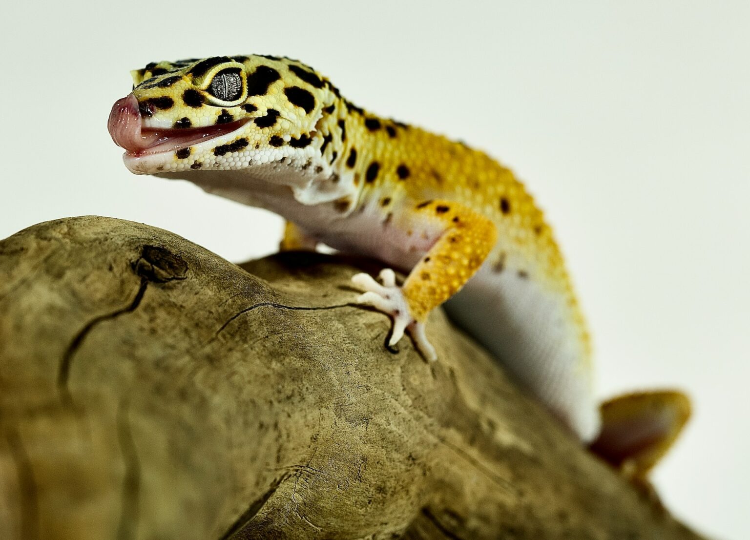 Leopard Geckos - A Complete Guide on Keeping Them as Pets - The Pet Savvy