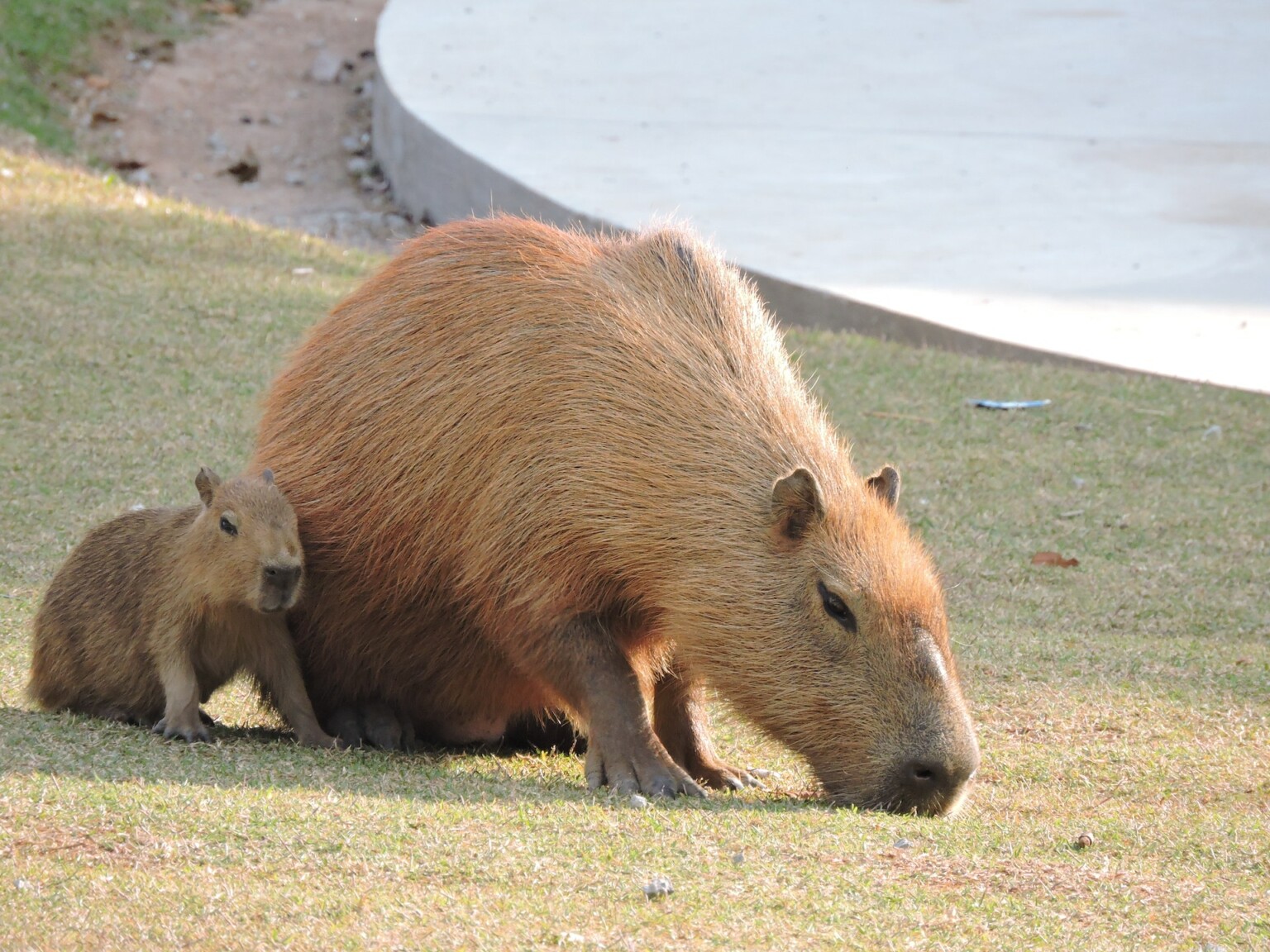 Capybaras as Pets: Can You Do This and… Should You? - The Pet Savvy