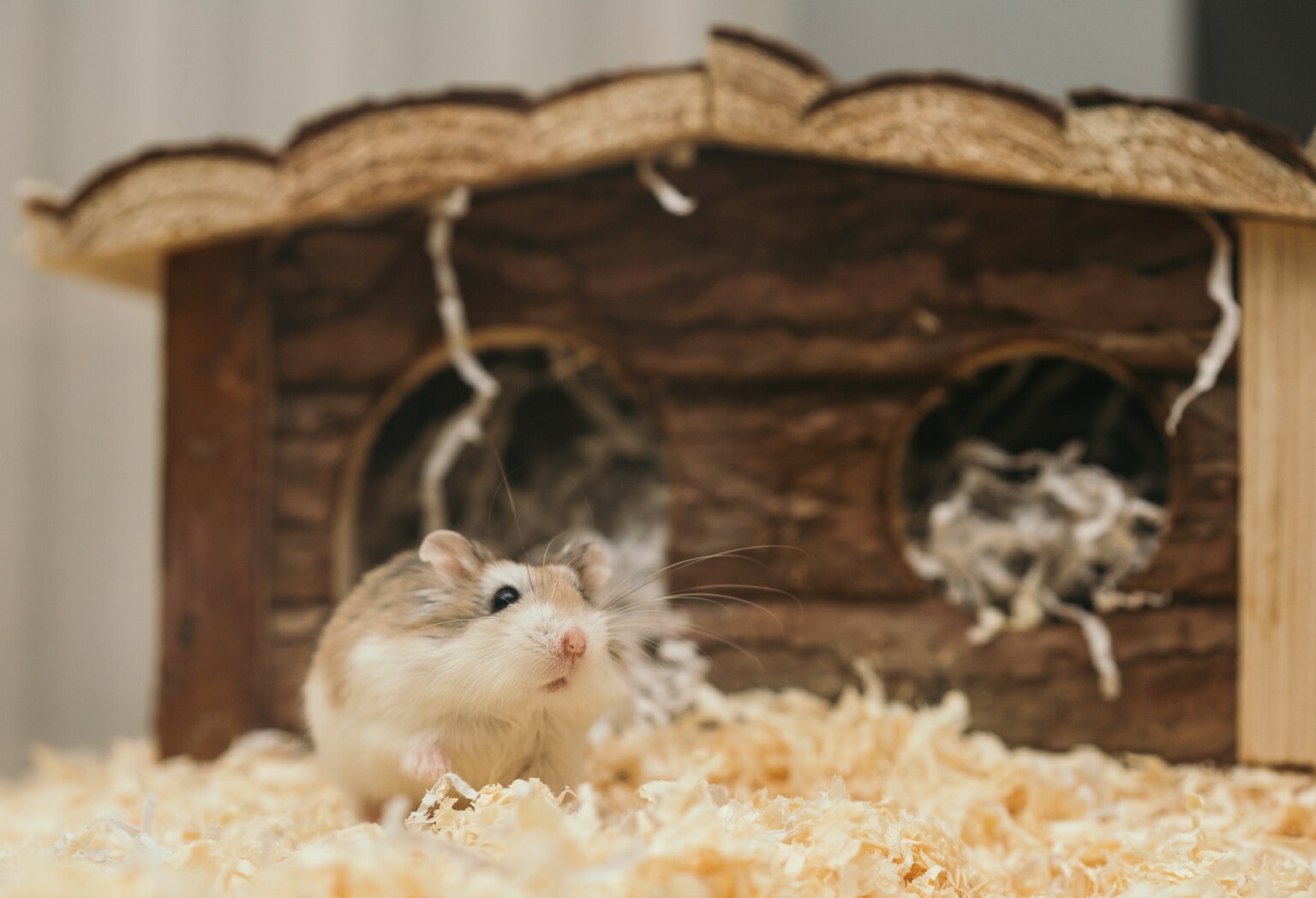 Hamster Sizes: How Big Do Hamsters Get? - The Pet Savvy