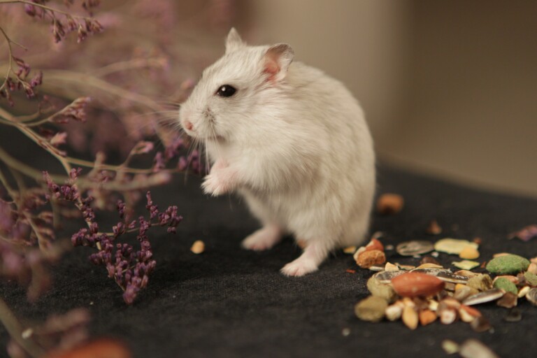 Hamster Sizes: How Big Do Hamsters Get? - The Pet Savvy