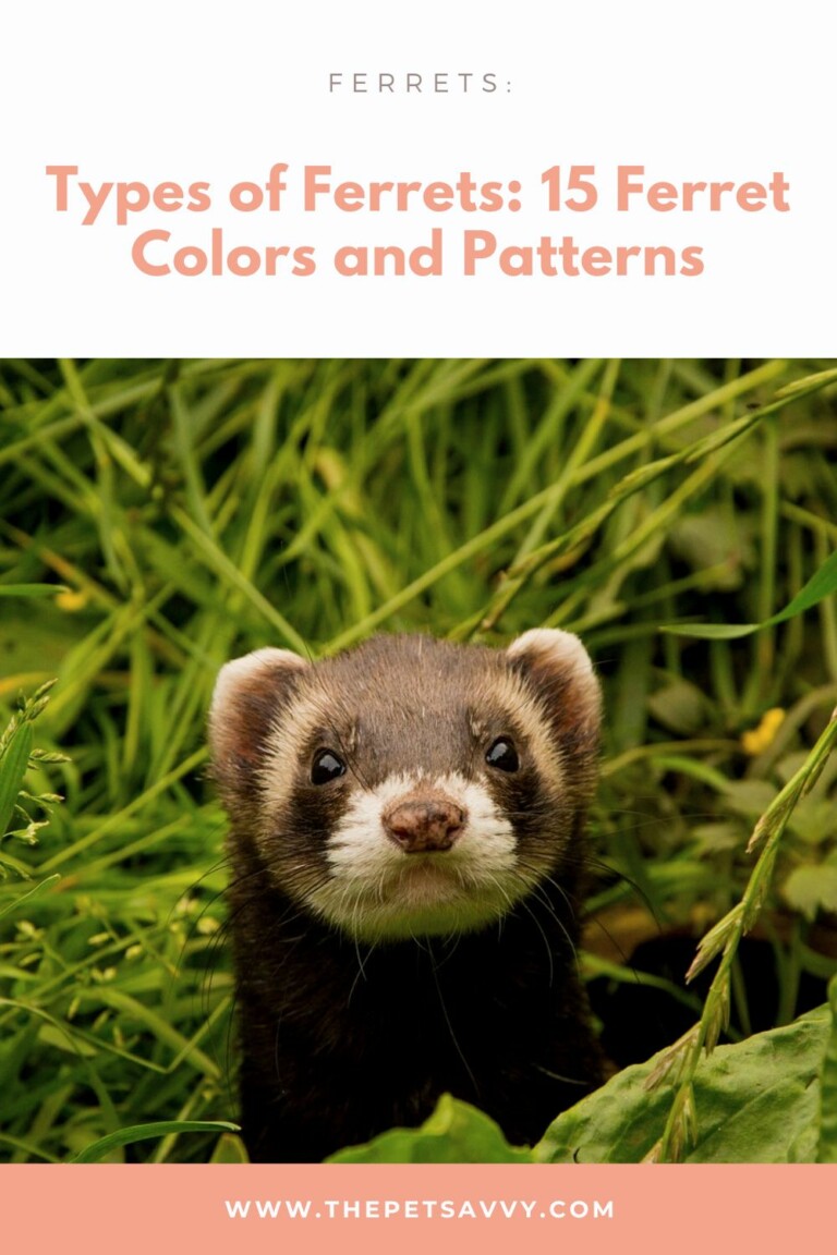 Types of Ferrets: 15 Ferret Colors and Patterns You Should Know - The Pet Savvy