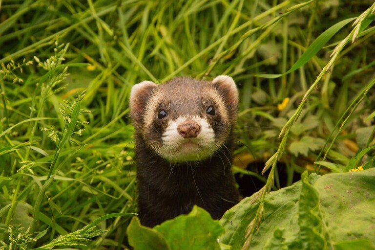 25 Fun & Amazing Ferret Facts - The Pet Savvy
