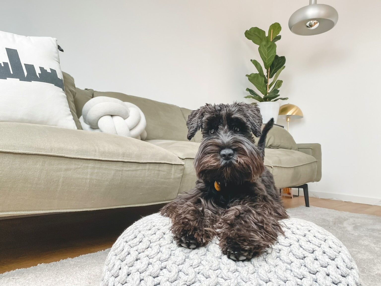 The 30 Best Dog Breeds for Apartments - The Pet Savvy
