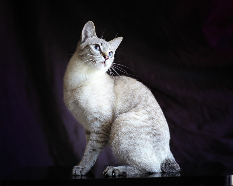 10 Russian Cat Breeds You Should Know - The Pet Savvy