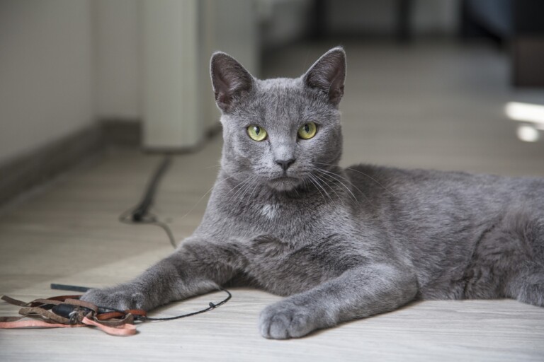 10 Russian Cat Breeds You Should Know - The Pet Savvy