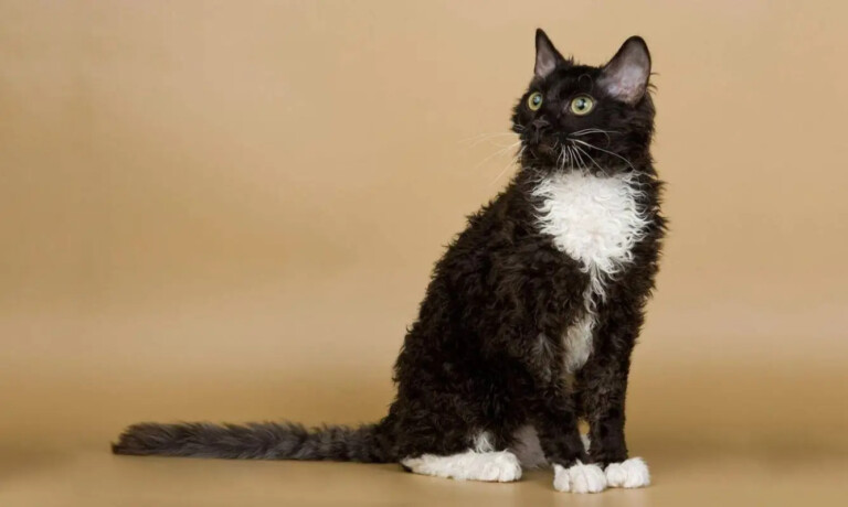 10 Russian Cat Breeds You Should Know - The Pet Savvy